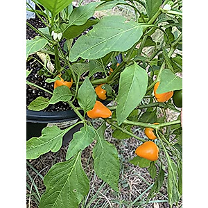 60+ Lunchbox Sweet Snacking Pepper Seeds Red Orange Yellow Non-GMO