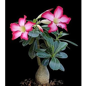 Desert Rose Plant - Adenium obesum - Natural Bonsai or House Plant - 4" Pot