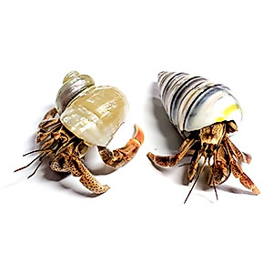 Live Pet Hermit Crab Complete Starter Kit - Shipped with 2 Live Crabs