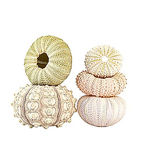 5 Pack Mini Sea Urchin Shell Air Plant Holders- 5 Styles Decorative Hanging Air Plant Pot Cute Tillandsia Succulent Display Container with Ropes for Home Garden Beach Theme Party Decors (No Plants)