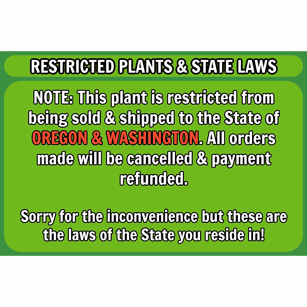 Greenwood Nursery: Live Shrub Plants - 'Black Knight' Butterfly Bush + Buddleja/Buddleia Davidii - [Qty: 2X Pint Pots] - (Click for Other Available Plants/Quantities)