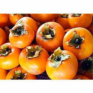 American Persimmon Seeds for Planting Outdoors | Non GMO Heirloom Fruit Seeds (30 Seeds)