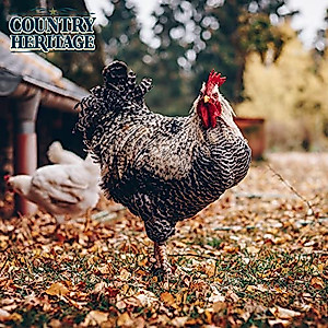 CountryMax Hen Egg Layer Pellet 16% Chicken Feed 50 Pounds