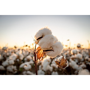 Spa Stix Cotton Balls. 500 Count Medium Size. Non Sterile Super Soft.,White