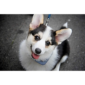 MY LUCKY PETS LLC Dog antioxidant Treats - Dog Immune Support - Overall Health and Wellness Boost - ANTIOXIDANT - Liver Health - Dog Mushroom Supplement - 1 Bottle (60 Treats)