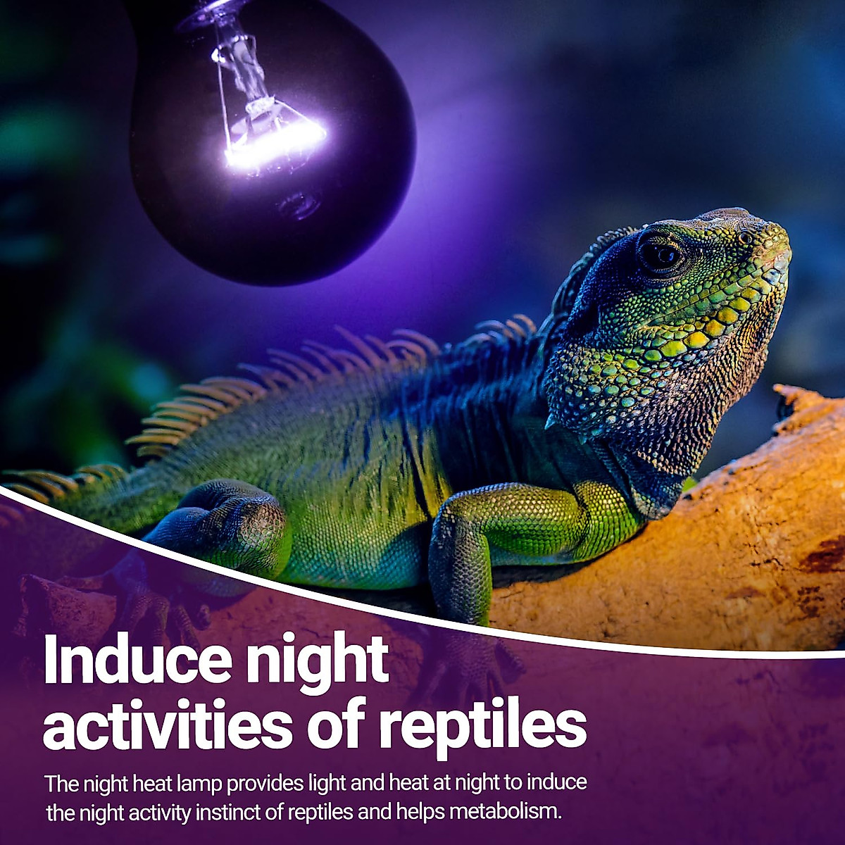 REPTIZOO 2PCS Reptile Night Heat Lamp, 50W Moonlight Heat Bulb Infrared Heating Lamp Purple Reptile Heat Lamp Night Bulb for Bearded Dragon, Lizard, Snake, Turtle