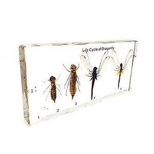 Lifecycle of a Dragonfly Science Classroom Specimens for Science Education