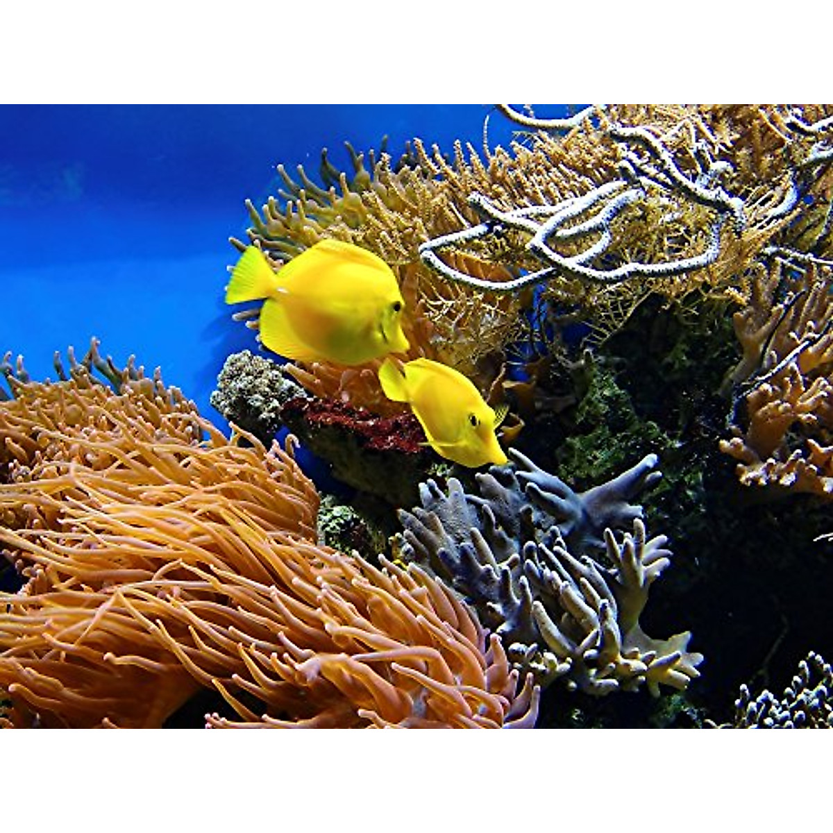 Rite-Size C Filter Penguin Replacement Cartridge 6-Pack Fits Power Filter 170, 200, 275, 330, 350 and 375 Bundled with PetWealth Aquarium Maintenance Chart