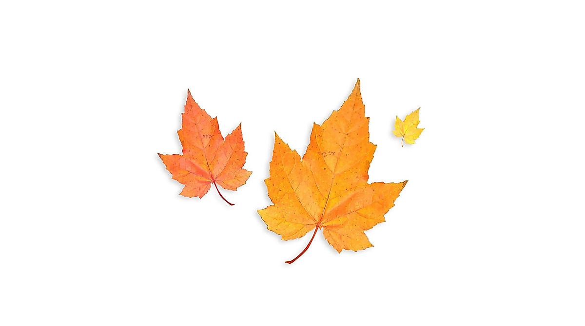 Premium Maple Extract - Enhance Your Desserts