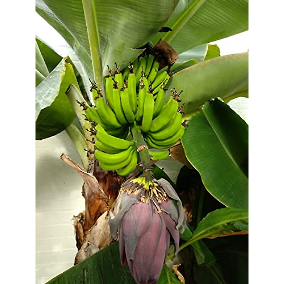 SeedsUP - 3+ Ornamental Banana Exotic (Dwarf Indoor Plant) Edible - Tree Green