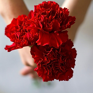 Carnation Seeds - Etincellant - Packet - Red Flower Seeds, Heirloom Seed Attracts Bees, Attracts Butterflies, Attracts Pollinators, Edible, Fragrant, Container Garden