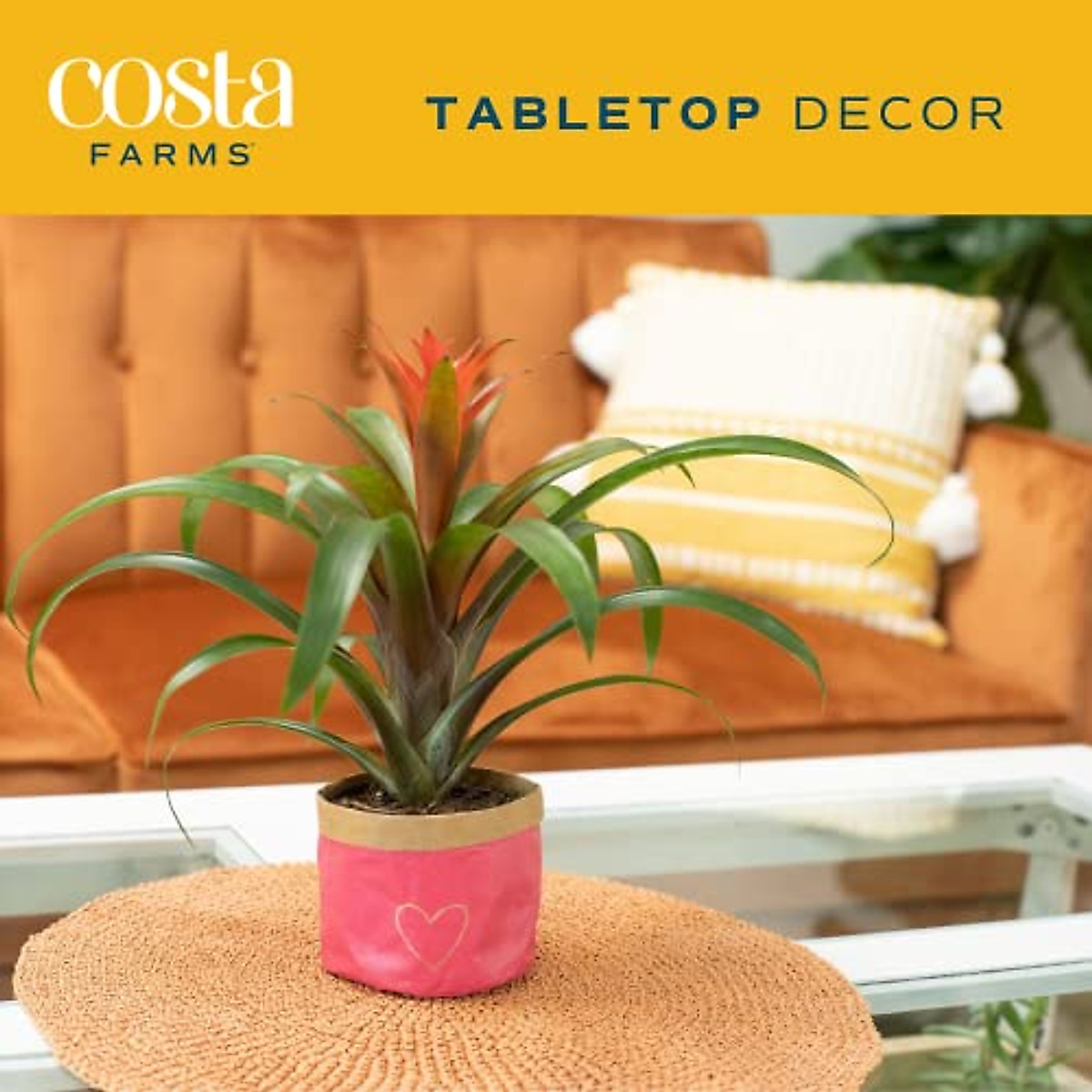 Costa Farms Bromeliad Live Plant, Live Indoor Flowering Plant, Houseplant Potted in Nursery Grower Pot Planter with Potting Soil Mix, Tabletop Room Decor, Grower's Choice, 12-Inches Tall