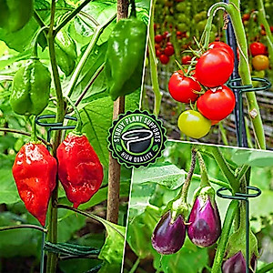 LEOBRO 4 Pack Plant Support Stakes, Garden Single Stem Flower Plant Support, Plant Cage Support Ring, Plant Sticks, Plant Stakes for Indoor Plants Amaryllis Orchid Peony Tomato Flower, 40CM/15.8INCH