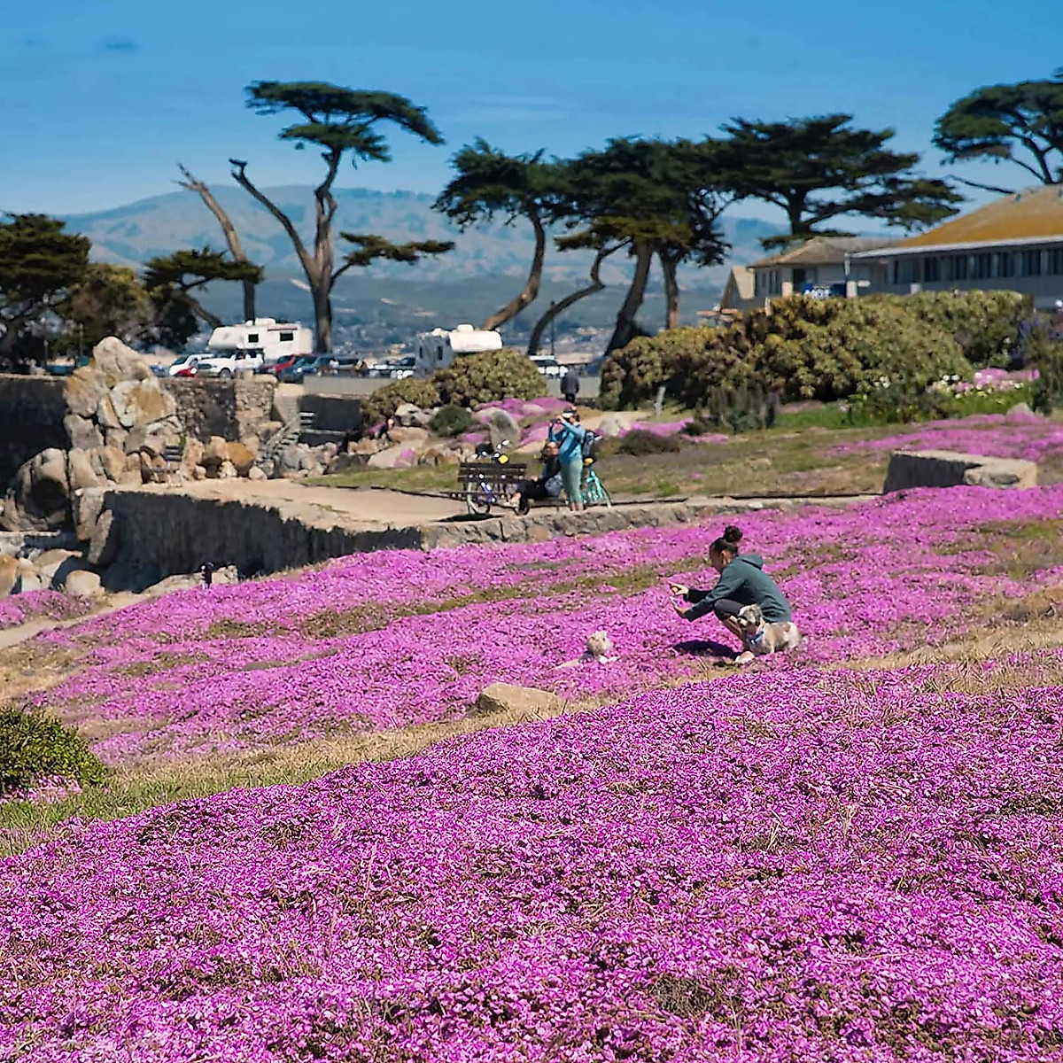 2000+ Creeping Thyme Seeds for Planting Thymus Serpyllum - Heirloom Ground Cover Plants Easy to Plant and Grow - Open Pollinated