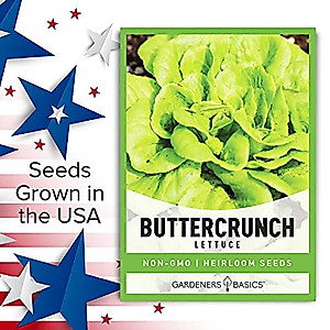 2000+ Buttercrunch Lettuce Seeds for Planting - Butterhead Boston Bibb Heirloom, Non-GMO Vegetable Variety- 2 Grams Seeds Great for Spring, Summer, Winter Garden and Hydroponics by Gardeners Basics