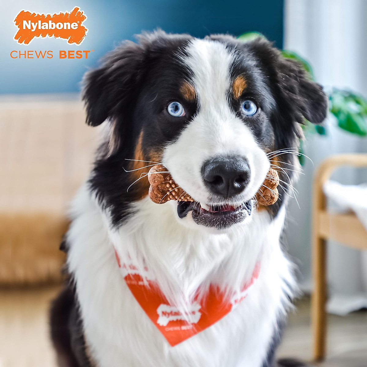 Nylabone Healthy Edibles Natural Dog Chews Long Lasting Meaty Center Beef Flavor Treats for Dogs, Medium (2 Count)