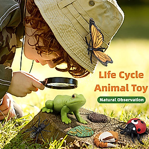 Montessori Life Cycle Animal Figures with Flash Cards, Plastic Insects Monarch Butterfly Kit Caterpillar Toy for Kids, Realistic Animal Figurines (Butterfly)