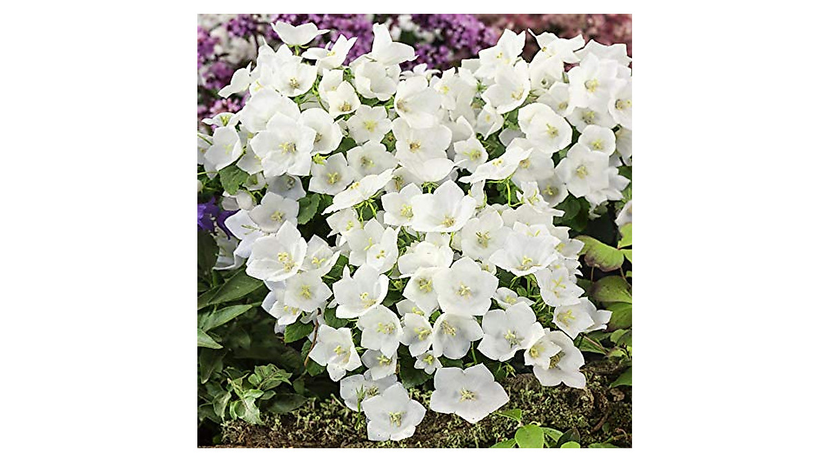 Outsidepride Bellflower Campanula Carpatica White Garden Flower Plant ...