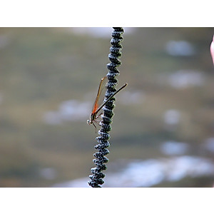 Made in The USA Kayak Paddle Leash/Gear Leash with Cord Stop (OD Green)