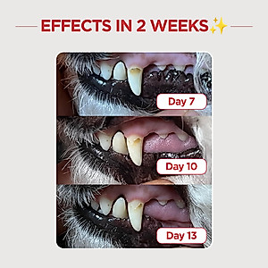 JAYU PET Dental Care Brush (Firm Bristles) 1ea - Resilient Toothbrush for Dog Tartar & Plaque Removal, Horizontal Head and S-Curved Body