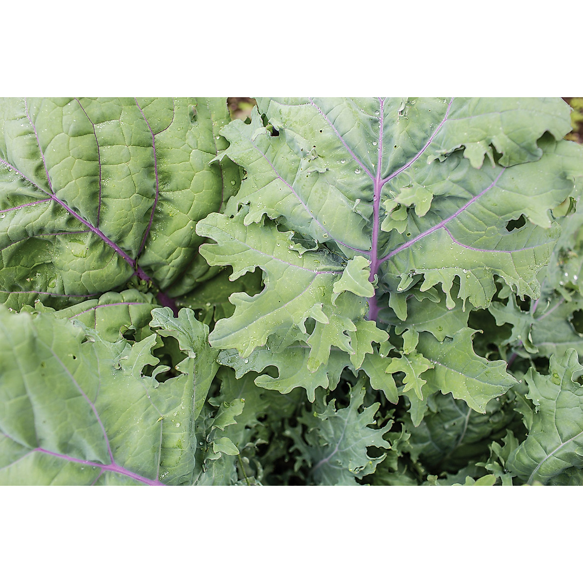 Burpee Red Winter Kale Seeds 345 seeds