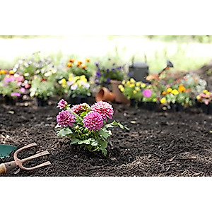 300+ Mix Dahlia Seeds Compound Petals Multi-Color, Beautiful Annual Outdoor Garden Potted Plants Non-GMO Dahlia for Planting Dahlia Pinnata Seeds