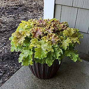 Proven Winners HEUPWP2127800 Dolce Apple Twist Coral Bells Live Plant, 4.5 in. Quart, Bright Green Foliage