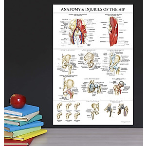 Palace Learning 2 Pack - Anatomy and Injuries of The Knee & Hip Poster Set - Anatomical Chart Set - Laminated 18" x 24"