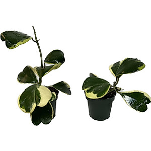 Variegated Hoya Kerrii - Hoya Plants Live Houseplant - Live Hoya Plant - Outer Variegated Hoya Kerrii - Plant Gift - Air Purifying Plant (2-3 Leaves Plant, 4" Pot)