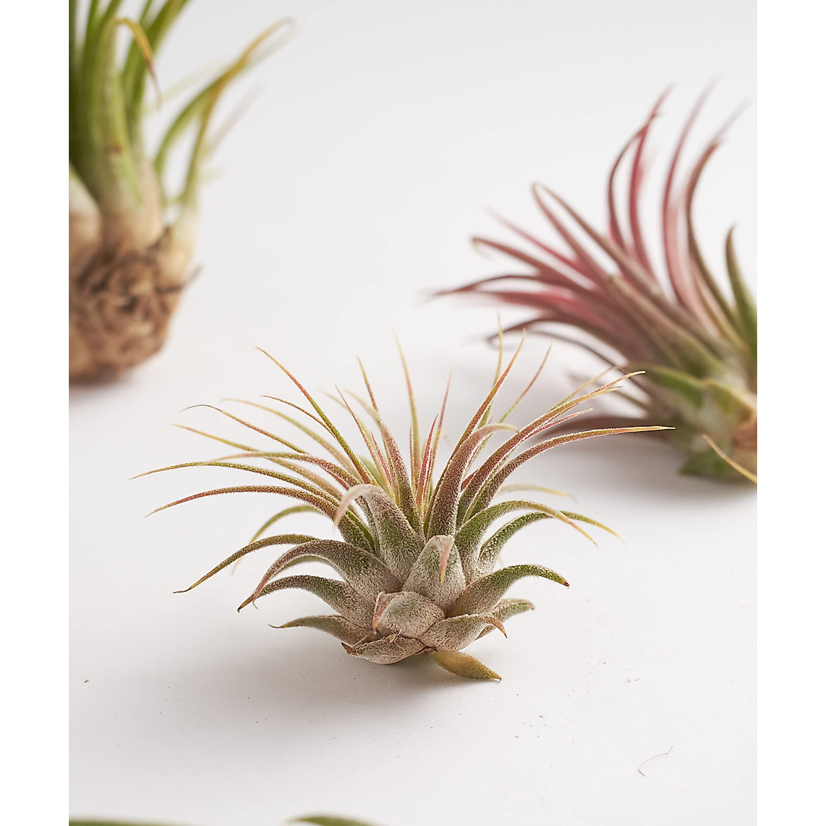 Shop Succulents Bromeliad Collection Hand Selected Variety of Tillandsia Ionantha, Purifying Live Indoor Air Plants
