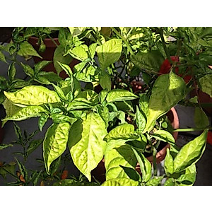 TrueNute Potassium Silicate in 16 Oz Packs, for Aquaponics, Hydroponics, Soil Drench and Foliar Spray to Correct Potassium and Silicate Deficiencies, Helps to Protect Plants from Pest Mold and Mildew