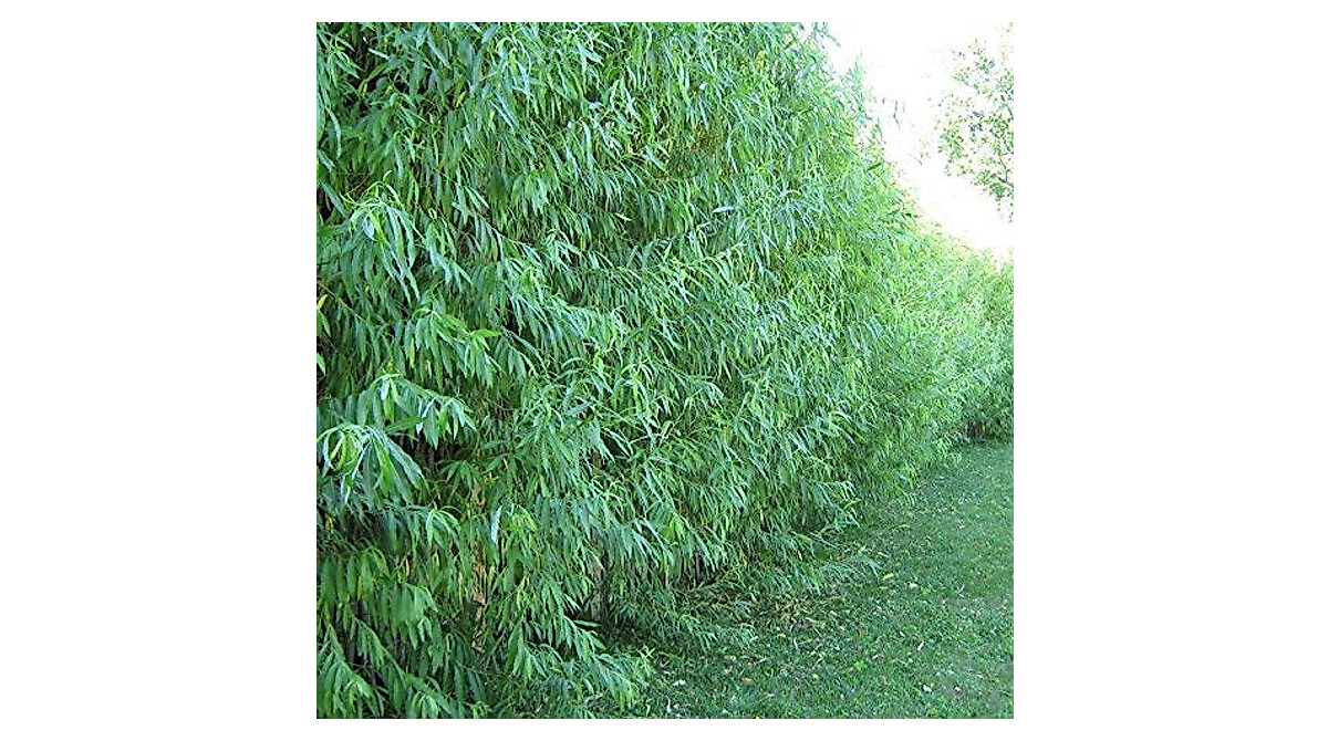 Fastest Growing Trees: Austree Hybrid Willow - Privacy & Shade