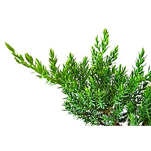 9Greenbox Juniper Procumbens Nana Bonsai Starter Plant,3 Pound (Pack of 3)