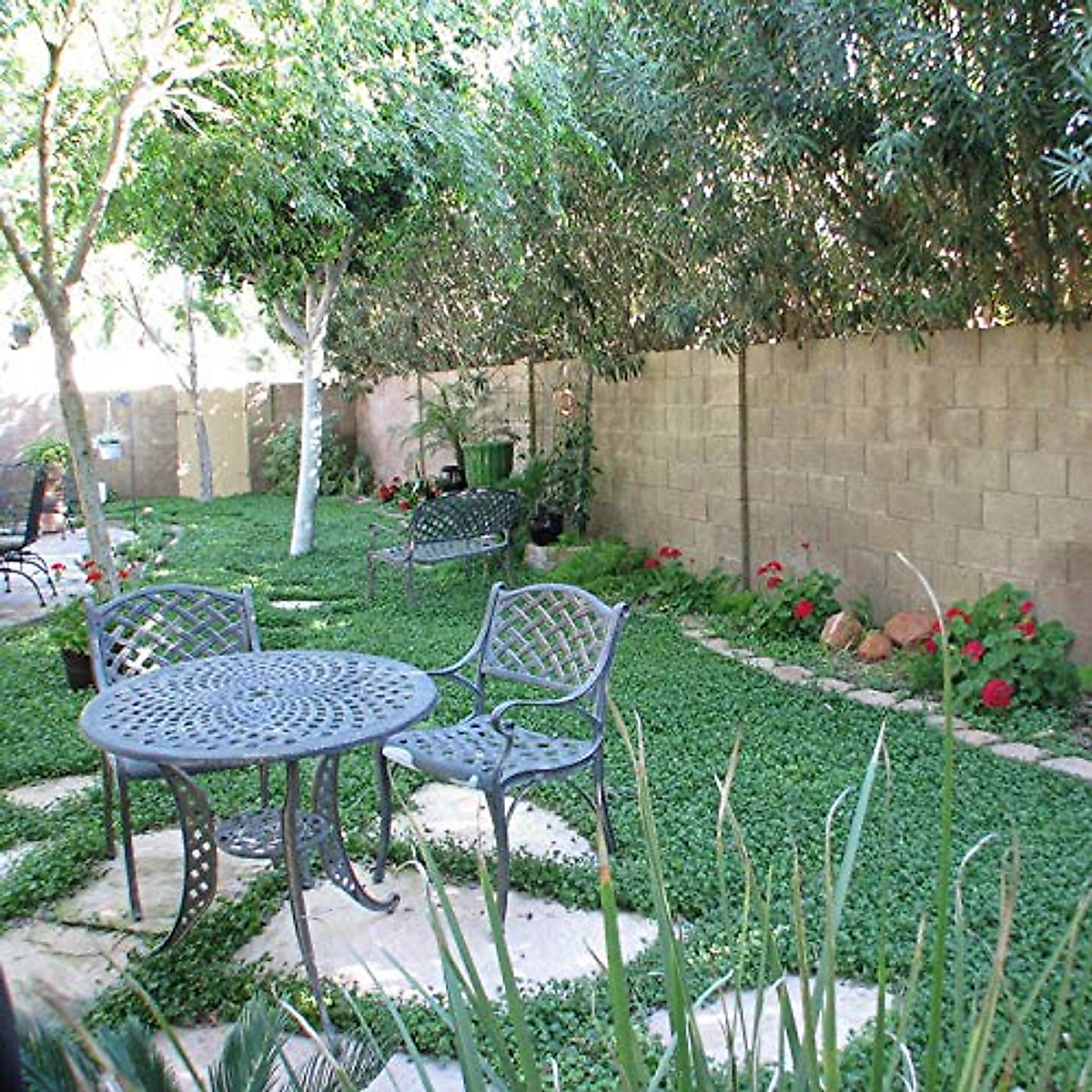 Outsidepride Perennial White Miniclover® Lawn Clover & Ground Cover Seeds - 1 LB