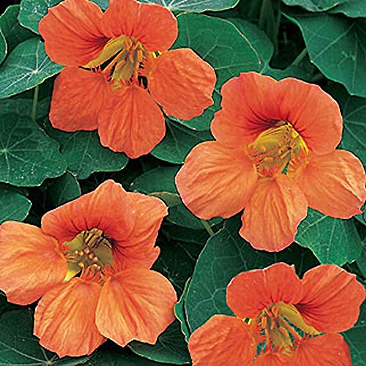 Outsidepride Tropaeolum Nasturtium Vesuvius Climbing, Vining, Flowering, Plants for Trellis, Fences, Arbors & More - 200 Seeds