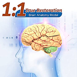 Brain Anatomy Model Life Size Human Brain Model 8-Part Neuroscience Brain Model with Arteries Detachable Brain Amygdala Model for Science Classroom Study Display Medical Teaching Model
