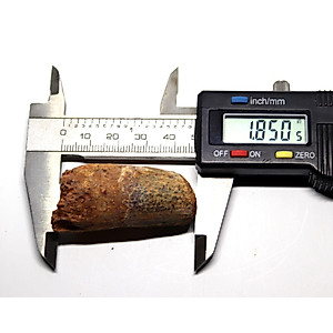 Spinosaurus Dinosaur Tooth Fossil 1.850 inch w/Info Card #17417 3o