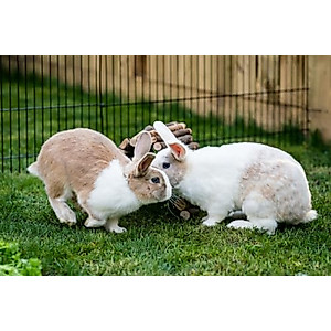 New Country Organics | Rabbit Pellets | Corn-Free and Soy-Free | 15% Protein | Certified Organic and Non-GMO | 40 lbs