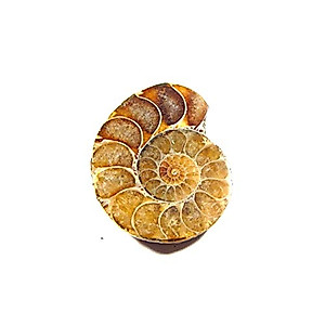 phoenix888 Achyutah Sudarshan Shaligram 1.5cm - 2.5cm from Kali Gandaki 1 pcs