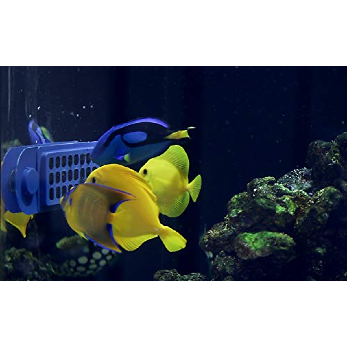 Innovative Marine Gourmet Gadget Grazer PRO - Magnetic Seaweed Feeder