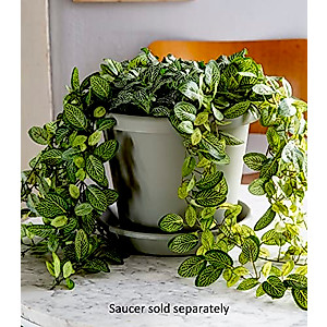 The HC Companies 14 Inch Round Classic Planter - Plastic Plant Pot for Indoor Outdoor Plants Flowers Herbs, Evergreen