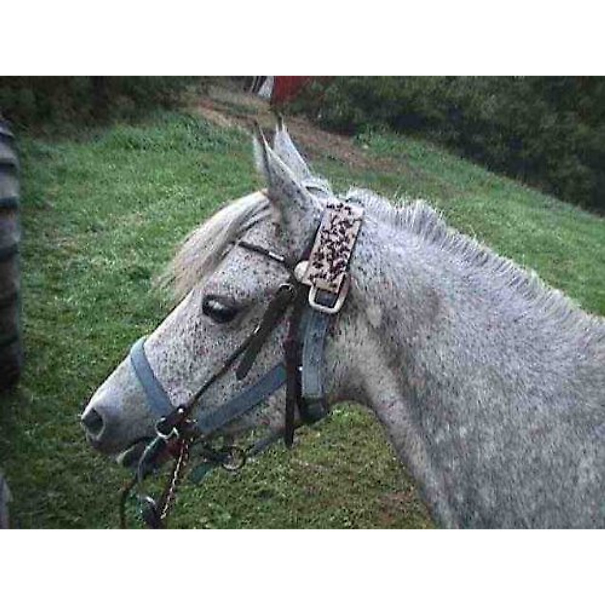 Trednot 12 Horsefly Patches/Sticky Horse Fly Traps