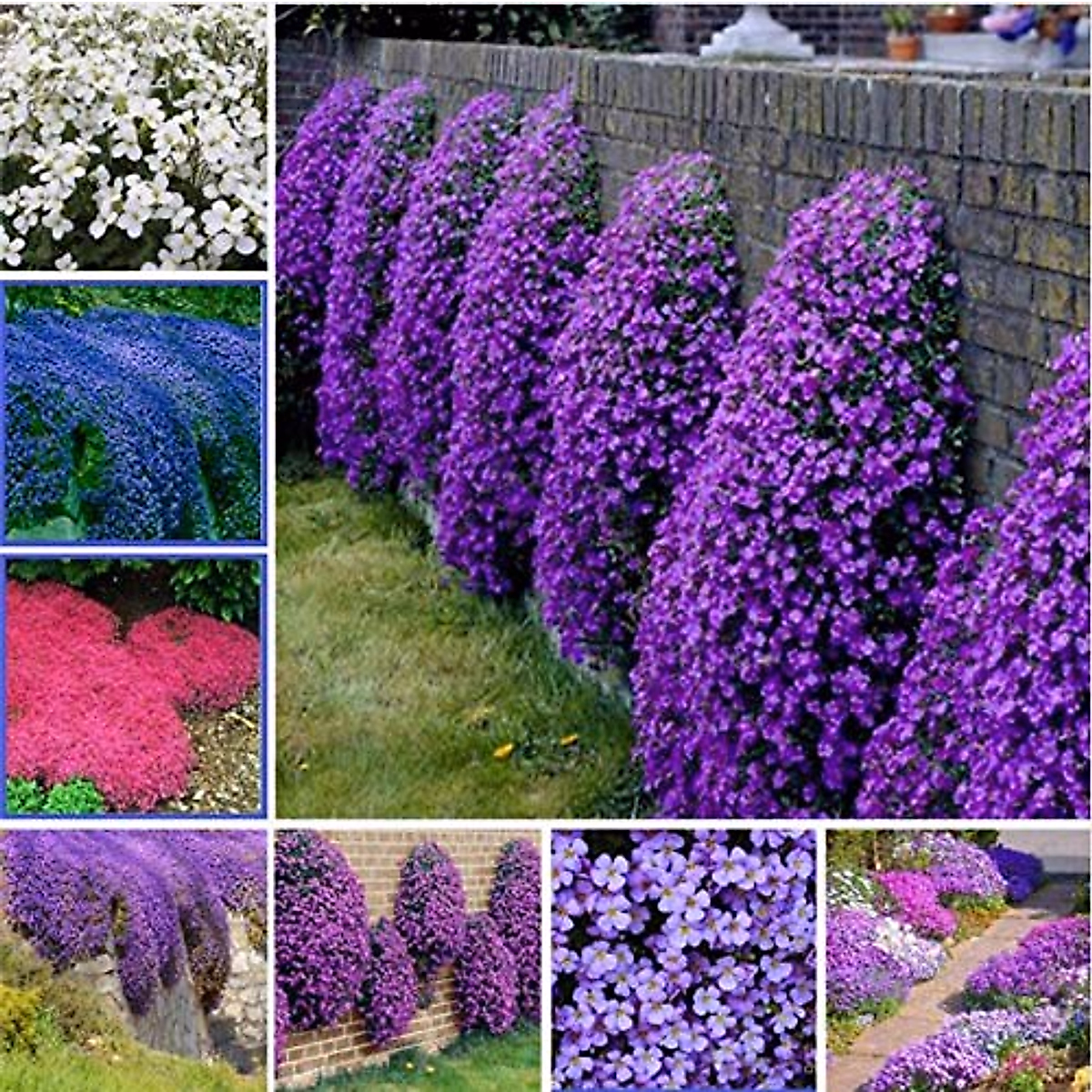 200pcs Creeping Thyme Bonsai, Rare Color Rock CRESS Plant Perennial Ground Cover Flower Natural Growth for Home Garden - (Color: Colour Mix)
