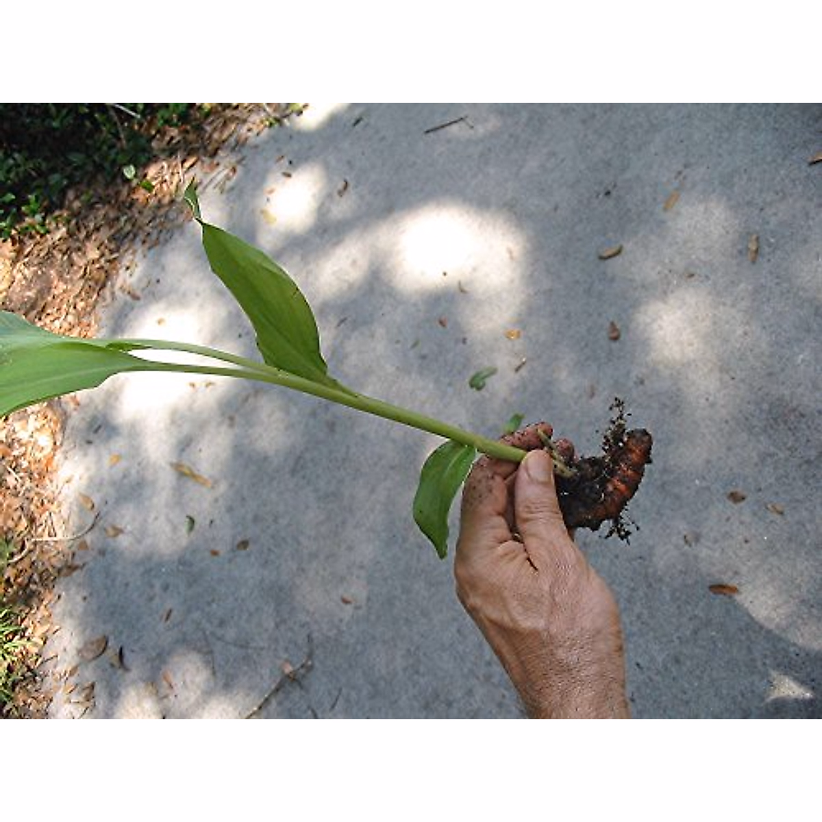 Turmeric (rhizome) Grow Your own,Grow Indoors or Outdoors - (1 Pound)