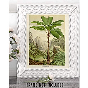 Verschaffeltia Splendida Palm Botanical Illustration - 11x14 Unframed Art Print - Makes a Great Wall Decor for Bathrooms and Bedrooms Under $15