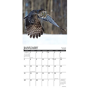 Willow Creek Press Owls Monthly 2024 Wall Calendar (12" x 12")