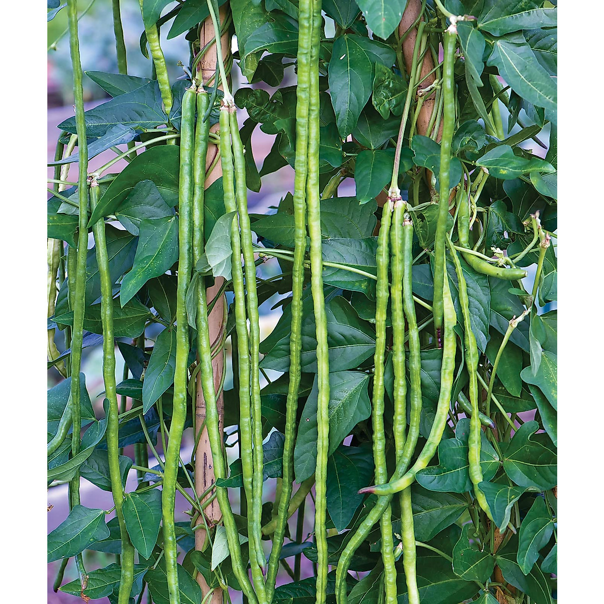 Burpee Yardlong Asparagus Pole Bean Seeds 1 ounces of seed