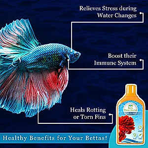 Jor Betta Water Starter, Lowers Stress in Fish, Revitalizes and Conditions Aquarium and Tanks, Promotes Coat Growth with Aloe Vera, 6.75 fl oz
