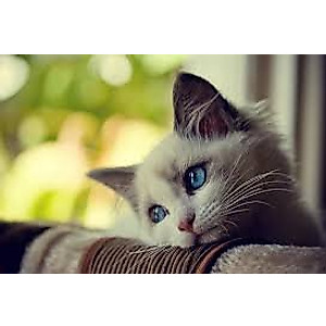 cat vitamin treats - CATS ULTRA VITAMINS - ADVANCED MINERAL AND VITAMIN SUPPORT - PREMIUM TREAT - cat vitamin b supplement - 270 Treats (3 Bottle)