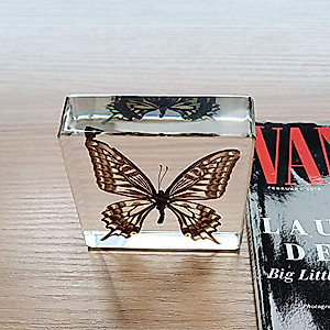 Real Butterfly Insect Specimens In Resin Paperweight Crafts, Animal Taxidermy Collection for Science Education & Desk Ornament (Butterfly-03)
